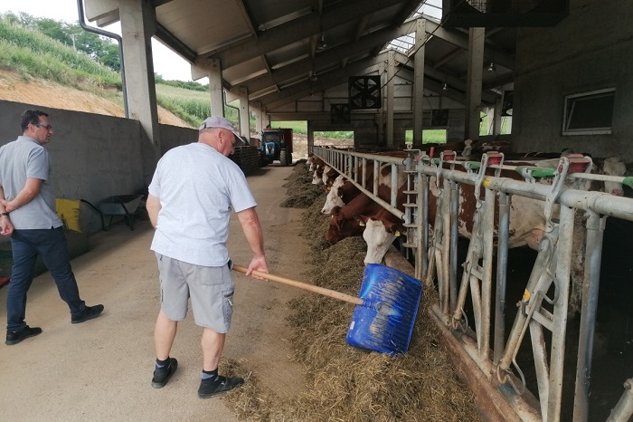 Bosanska farma od milion maraka - krave s nanogicama, domaćin u ...